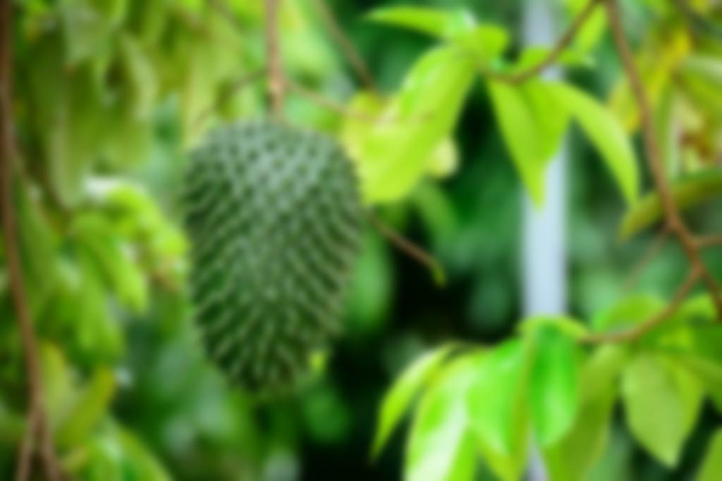Coropina Sappen – Surinaamse sappen